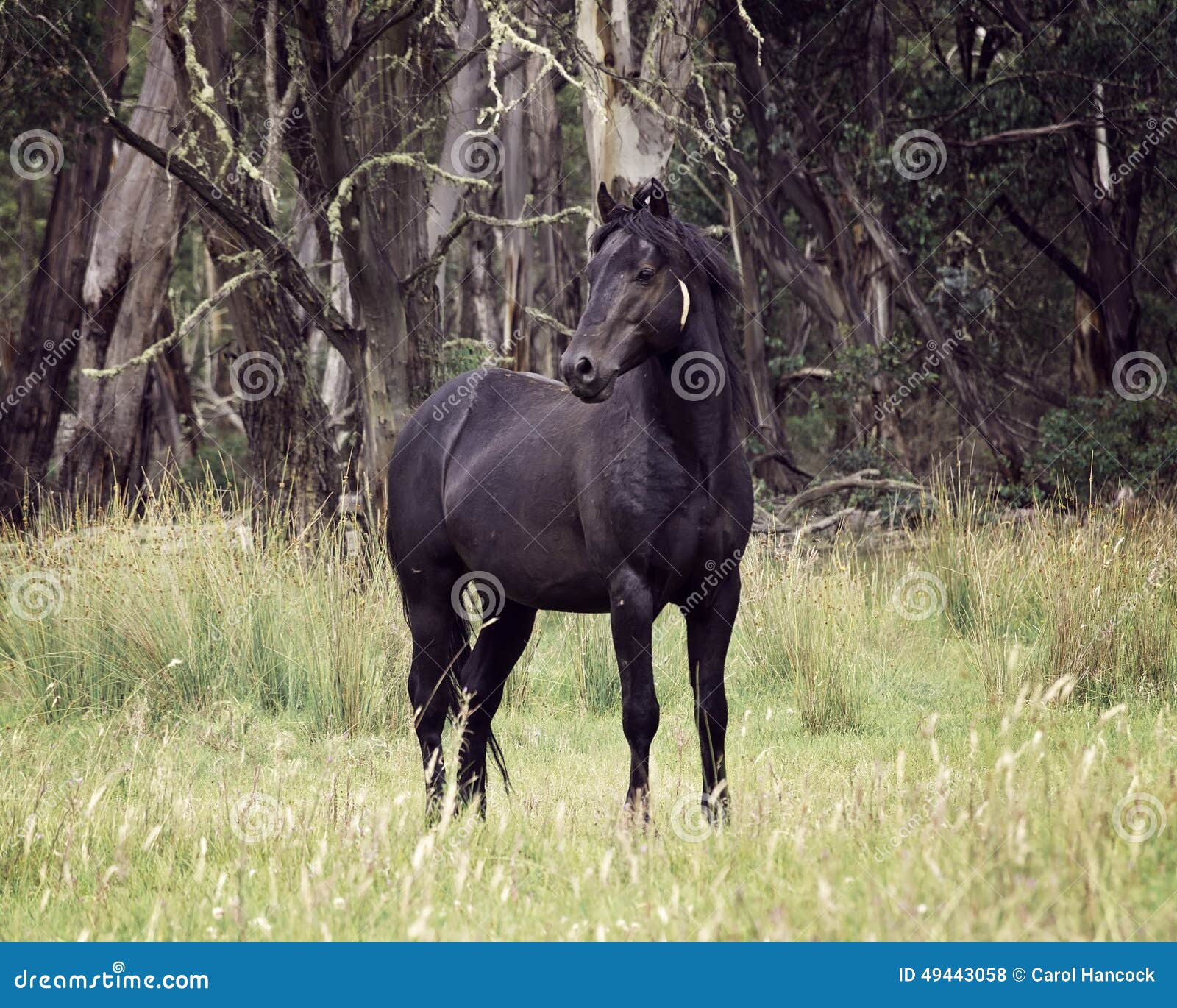Black Australian Brumby Stallion Stock Photo - Image of mustang, black ...