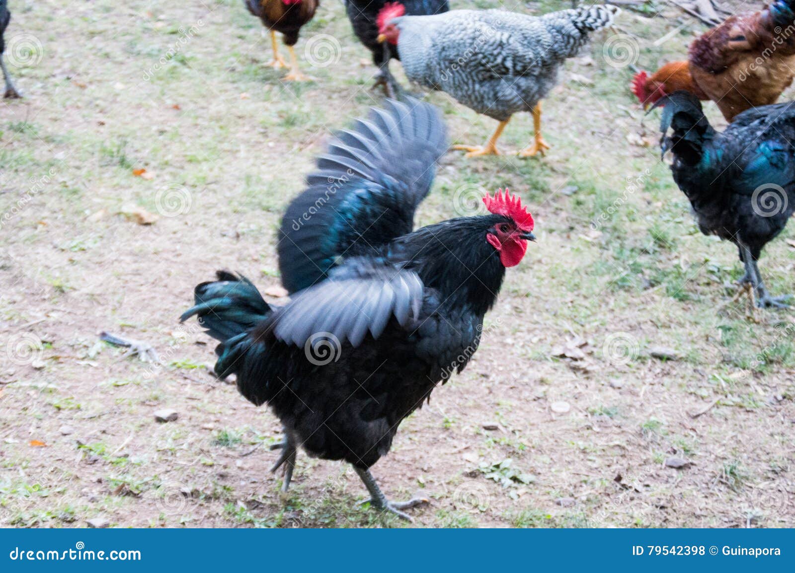 Black Australorp Rooster Flapping Wings Stock Photo - Image of raised ...