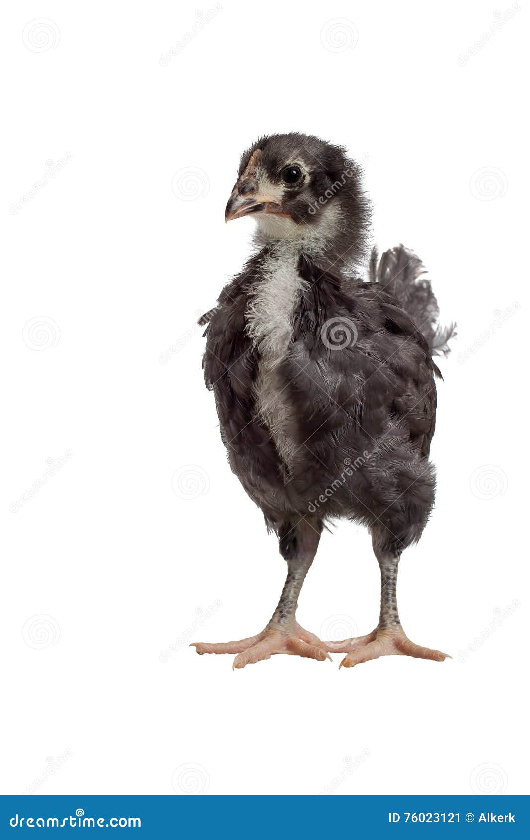 White Australorp Chickens