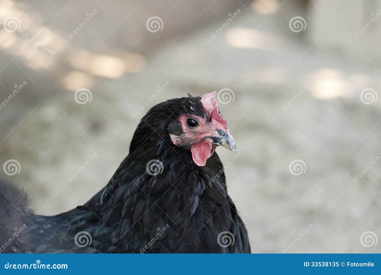 Black australorp hen stock image. Image of feathers, livestock - 33538135