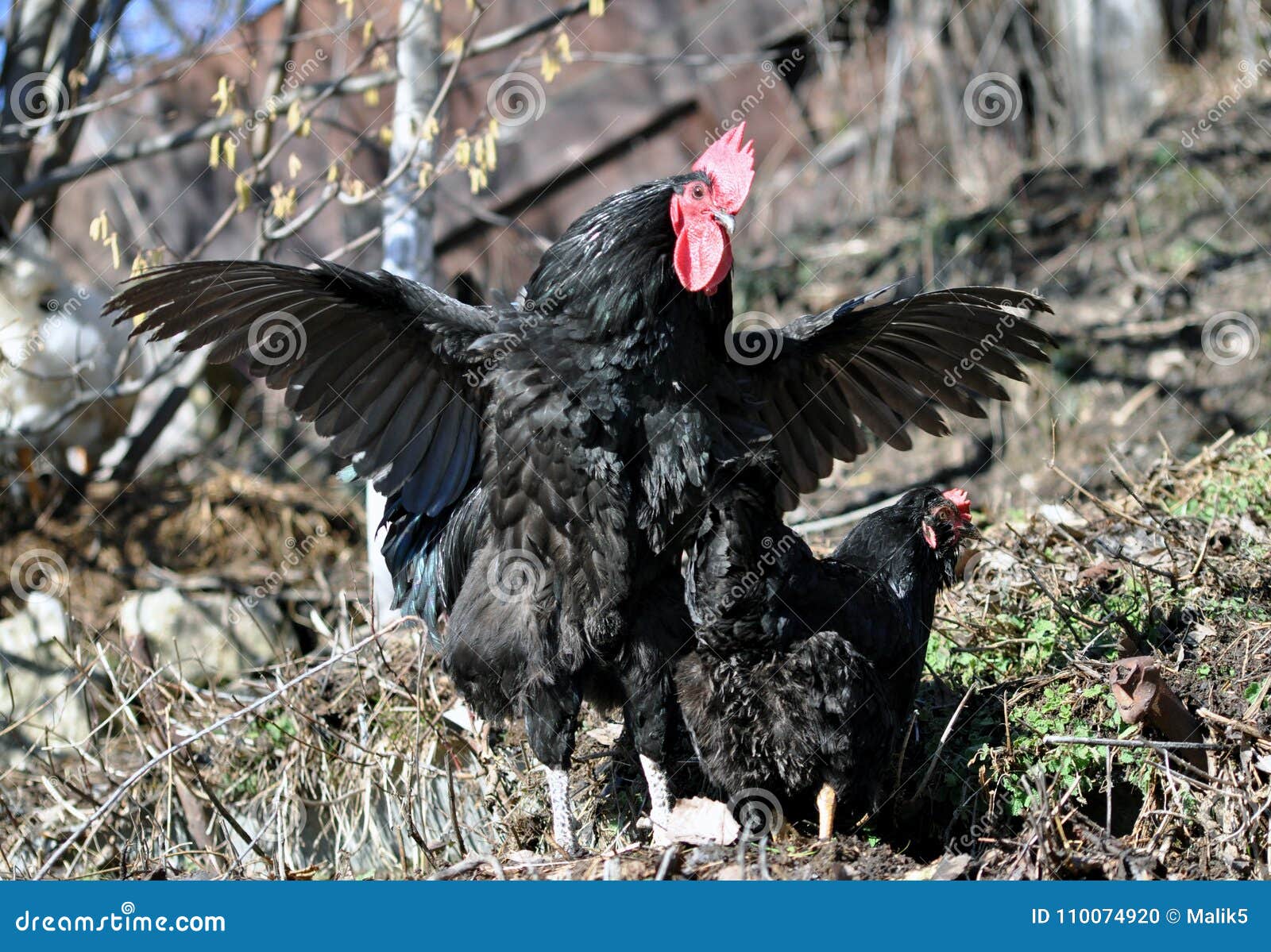 Black Australorp Rooster Flapping Wings Stock Photo - Image of flocks ...