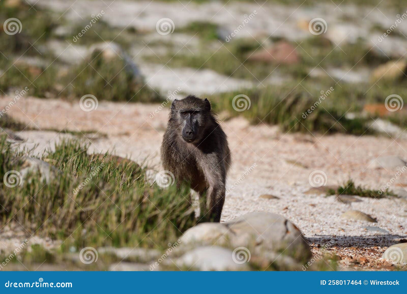 Black Baboon Monkey on the Ground Stock Photo - Image of baboon, monkey ...