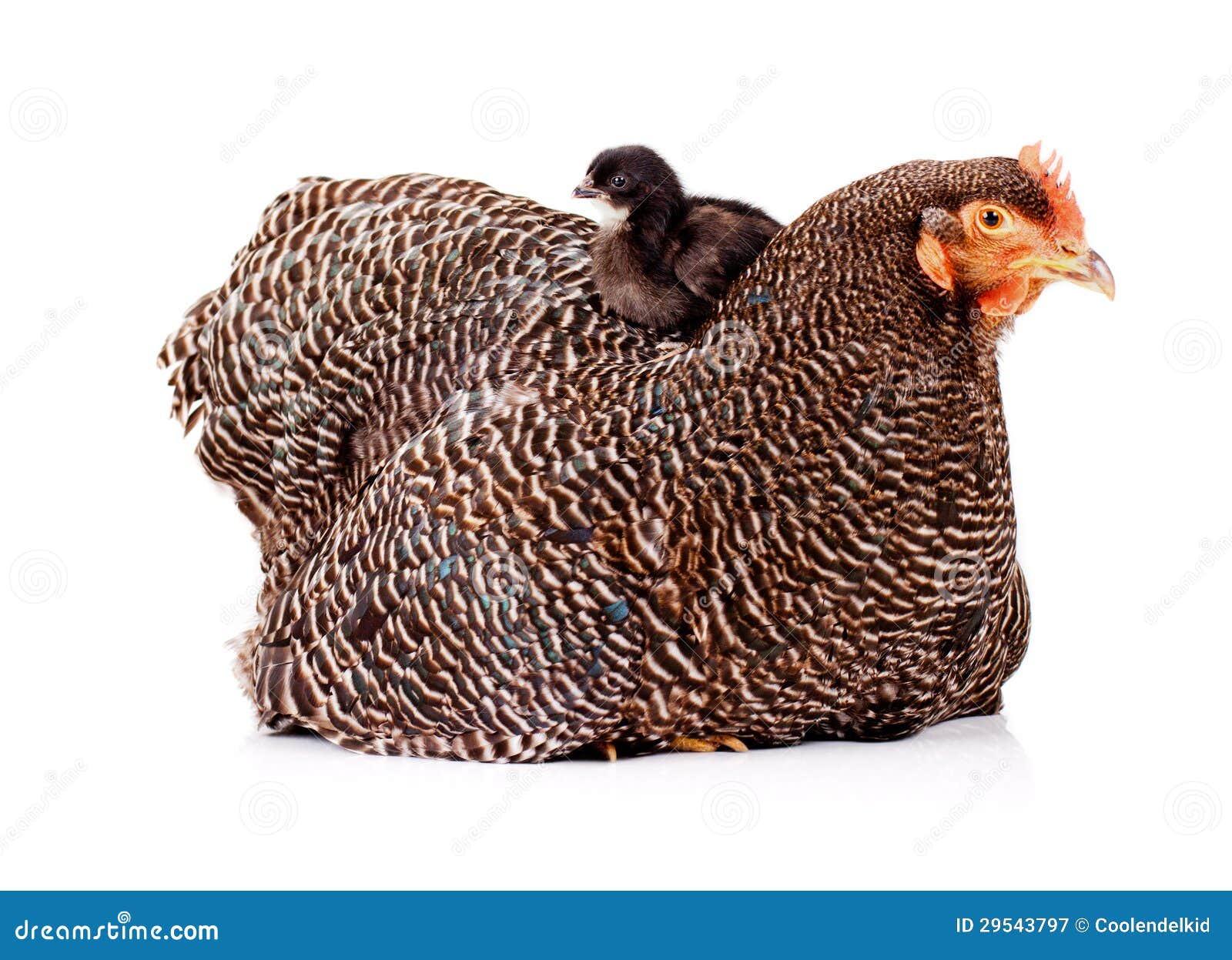 Black Baby Chicken Sitting on Top of Mother Hen Stock Image - Image of ...