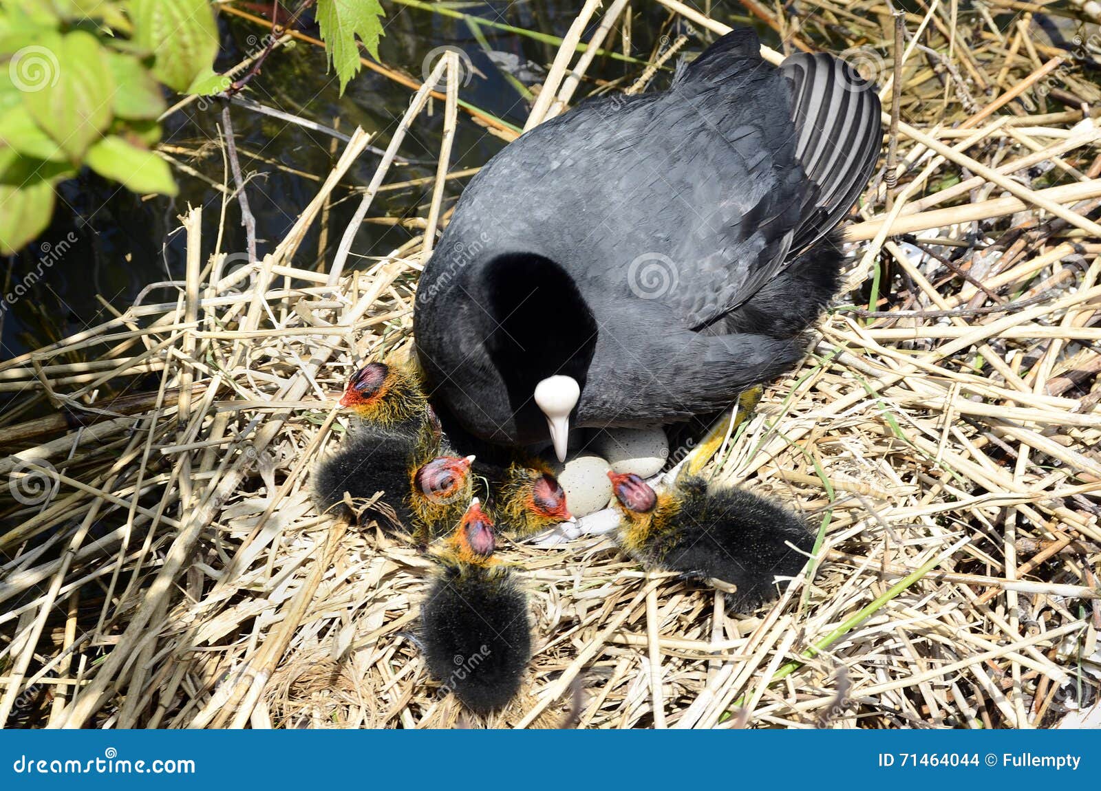 Black Baby Coots on Nest and Eggs Stock Photo - Image of close, coot ...