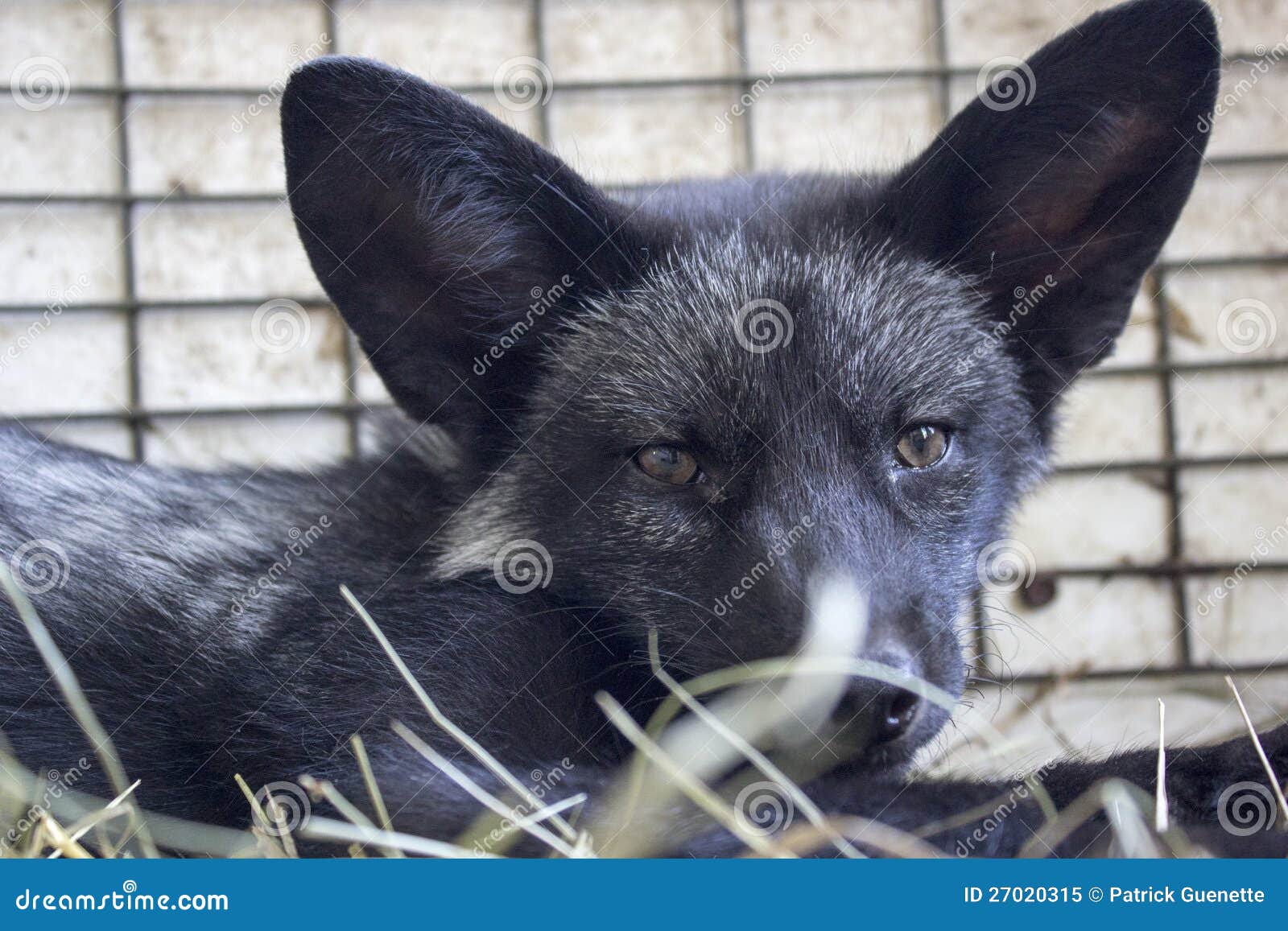 Black baby fox stock image. Image of ears, straw, small - 27020315