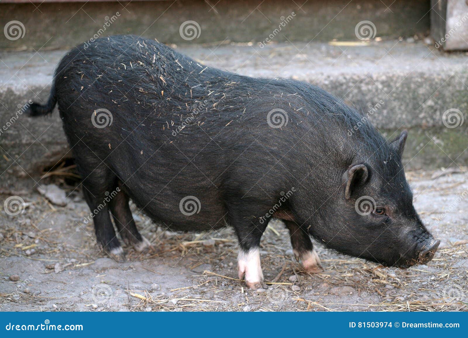 Black baby pig stock photo. Image of baby, pigsty, dirty - 81503974