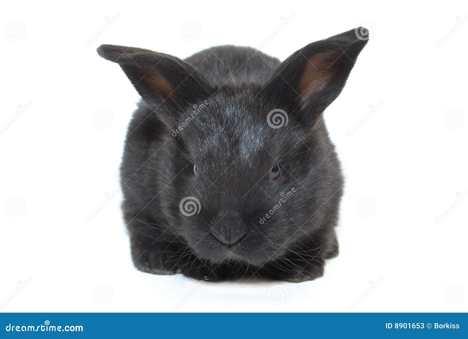Black baby rabbit stock image. Image of camera, black - 8901653