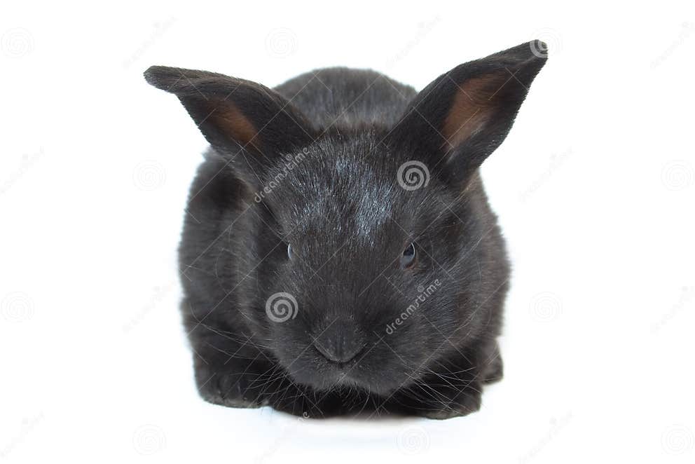 Black baby rabbit stock image. Image of camera, black - 8901653