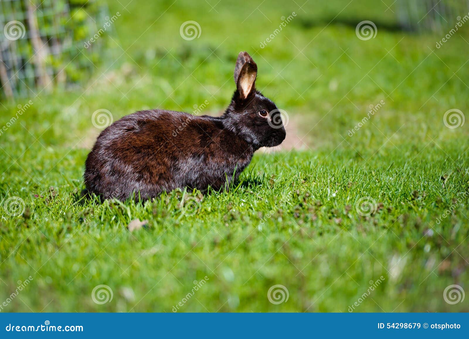 Black baby rabbit outdoors stock image. Image of cute - 54298679