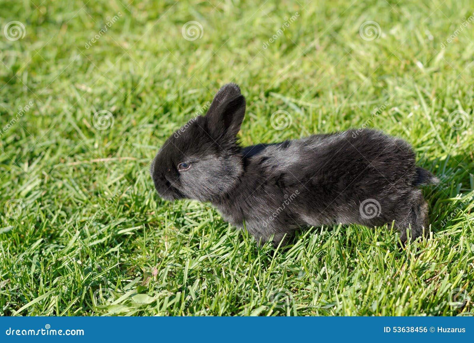 Black baby rabbit stock photo. Image of rabbit, green - 53638456