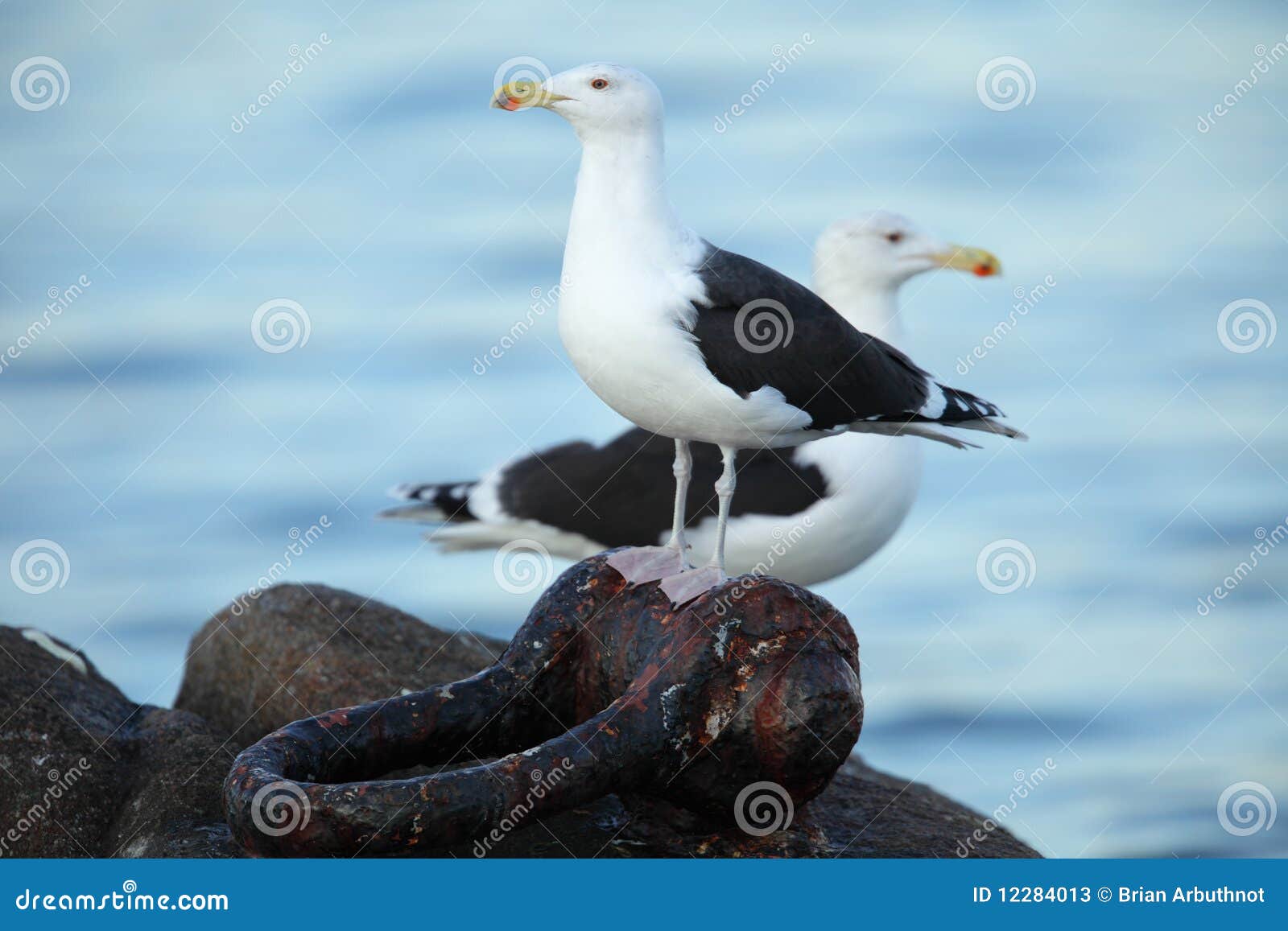 Black back gull. stock image. Image of bird, wild, feathers - 12284013