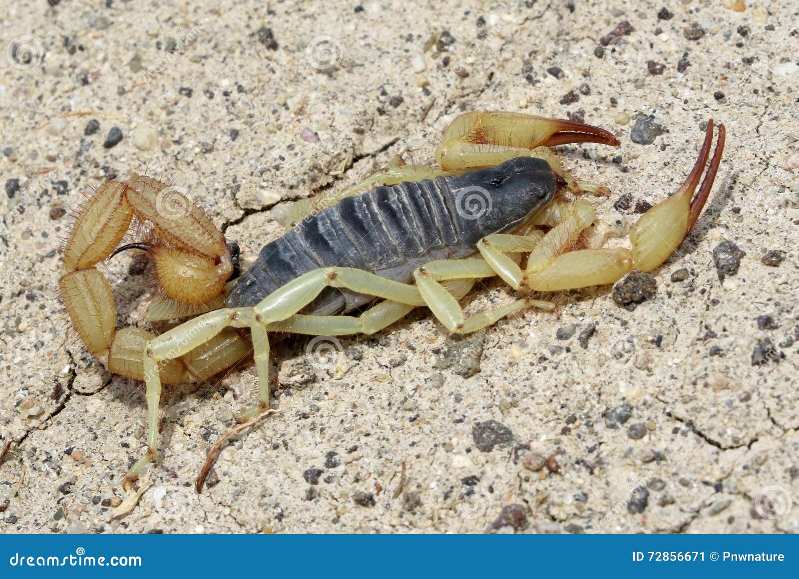 Black-Back Scorpion - Hadrurus Spadix Stock Image - Image of back ...