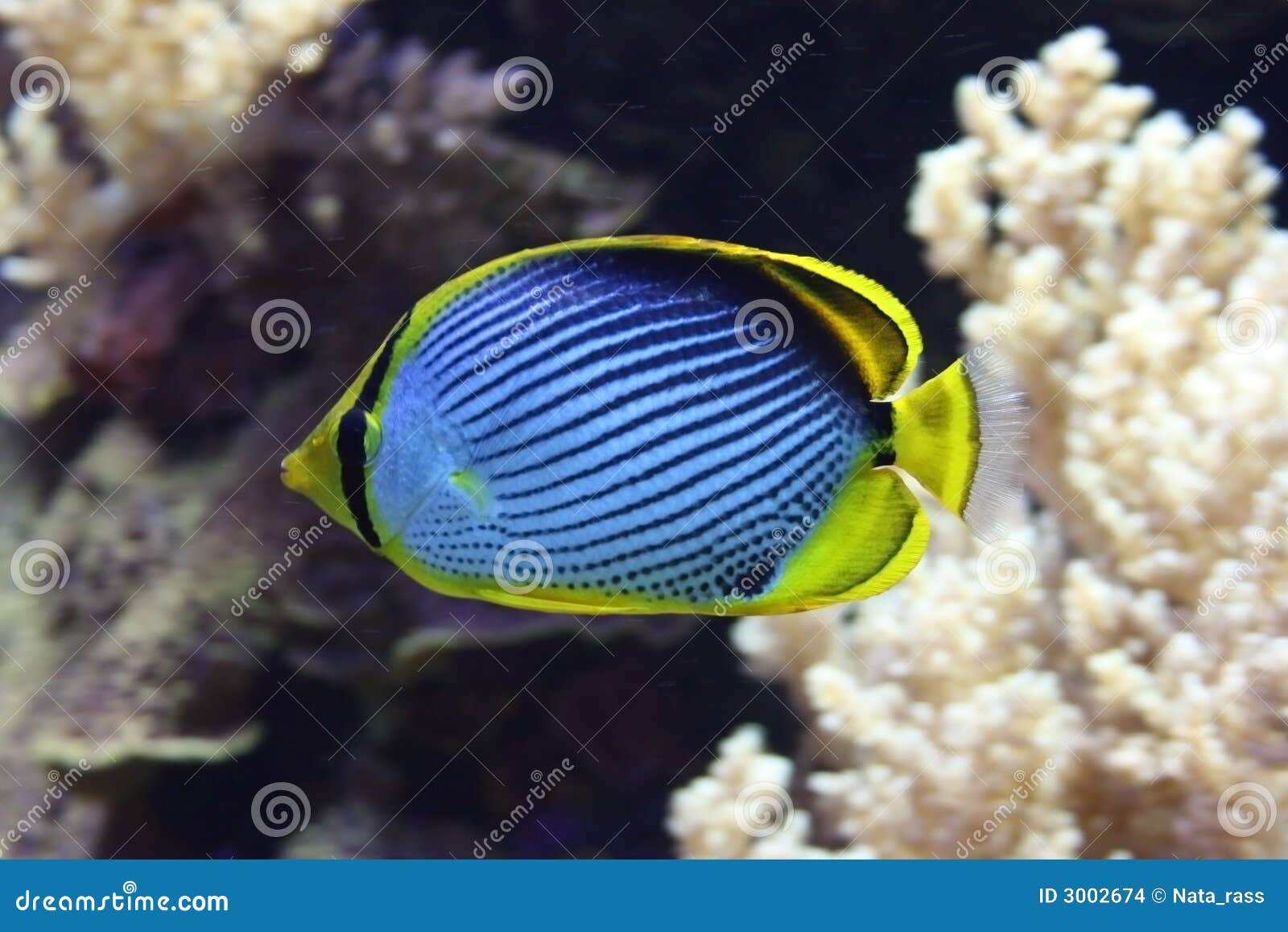 Black Backed Butterfly Fish Stock Photo - Image of fish, chaetodon: 3002674