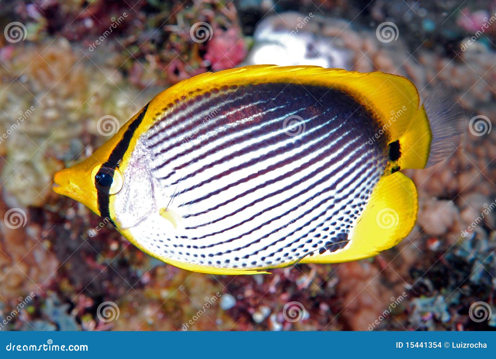 Black-backed Butterflyfish (Chaetodon Melannotus) Stock Photo - Image ...