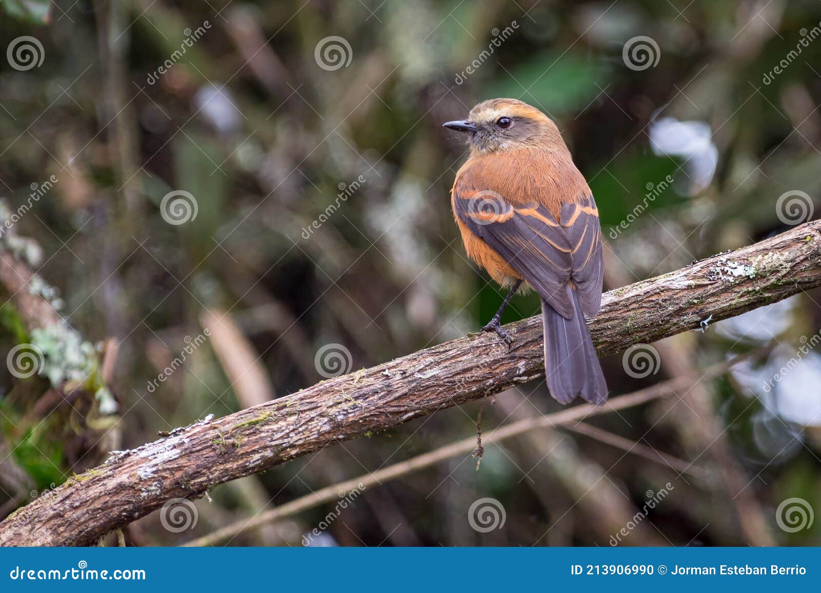Black-backed Chat-tyrant Ochthoeca Fumicolor on Its Back on a Tree ...