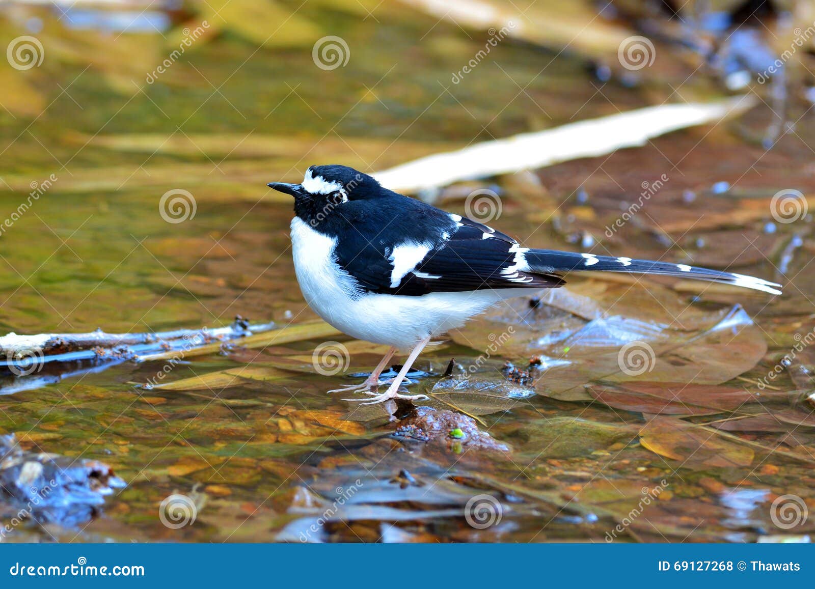 Black-backed Forktail bird stock photo. Image of looking - 69127268