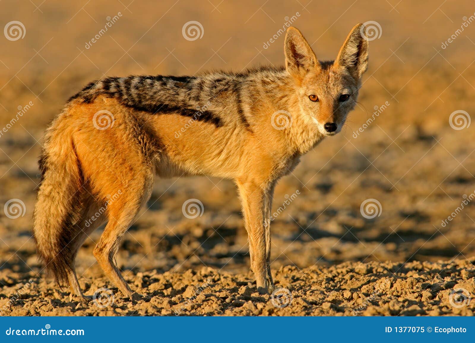 Black-backed Jackal stock image. Image of cunning, habitat - 1377075