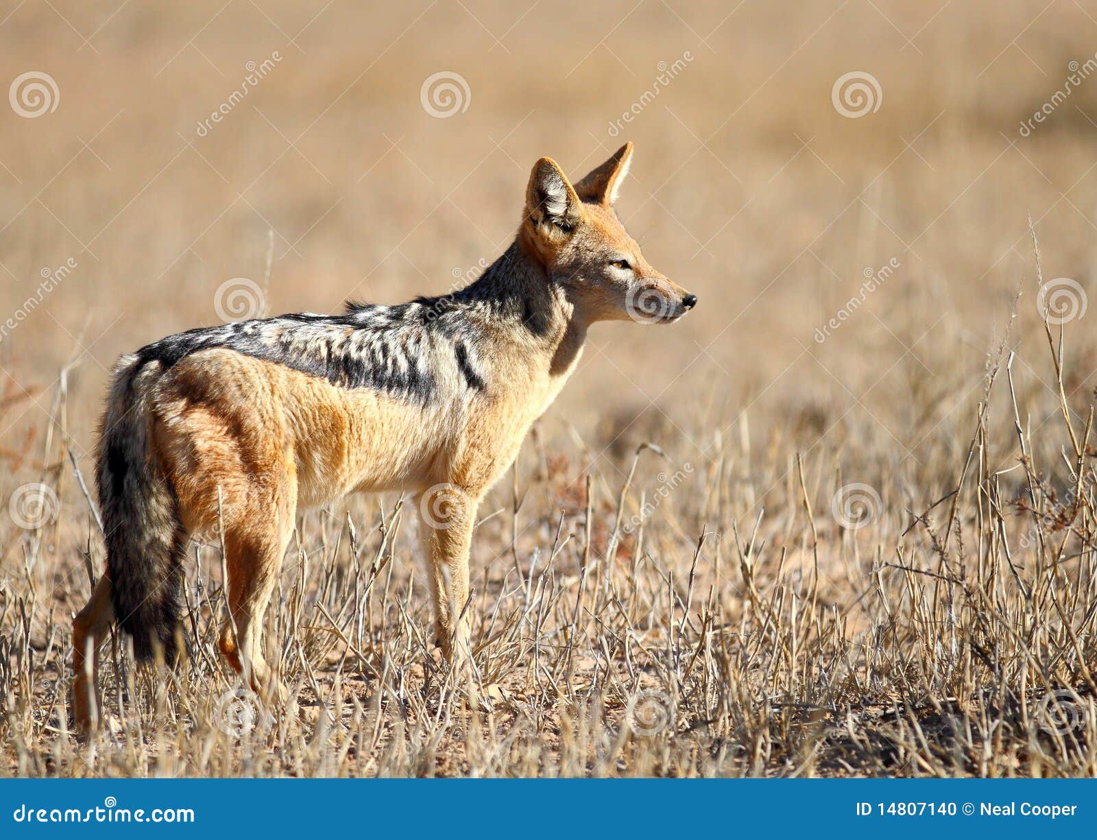 Black Backed Jackal stock photo. Image of backed, africa - 14807140
