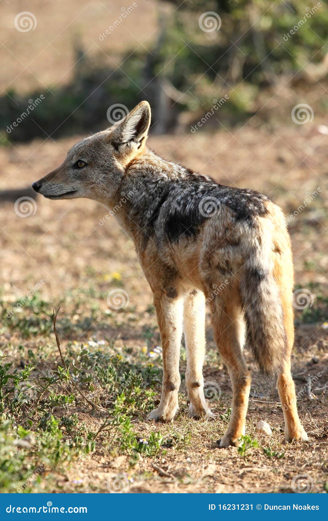 Black Backed Jackal stock image. Image of safari, tail - 16231231
