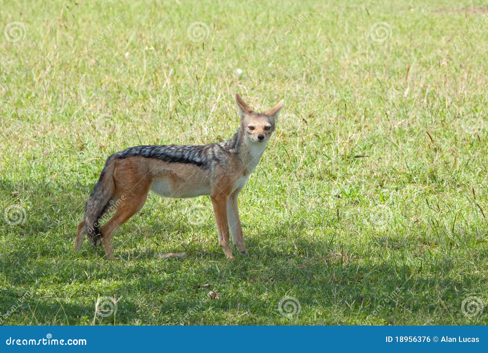 Jackal Enjoying Stock Photos - Free & Royalty-Free Stock Photos from ...