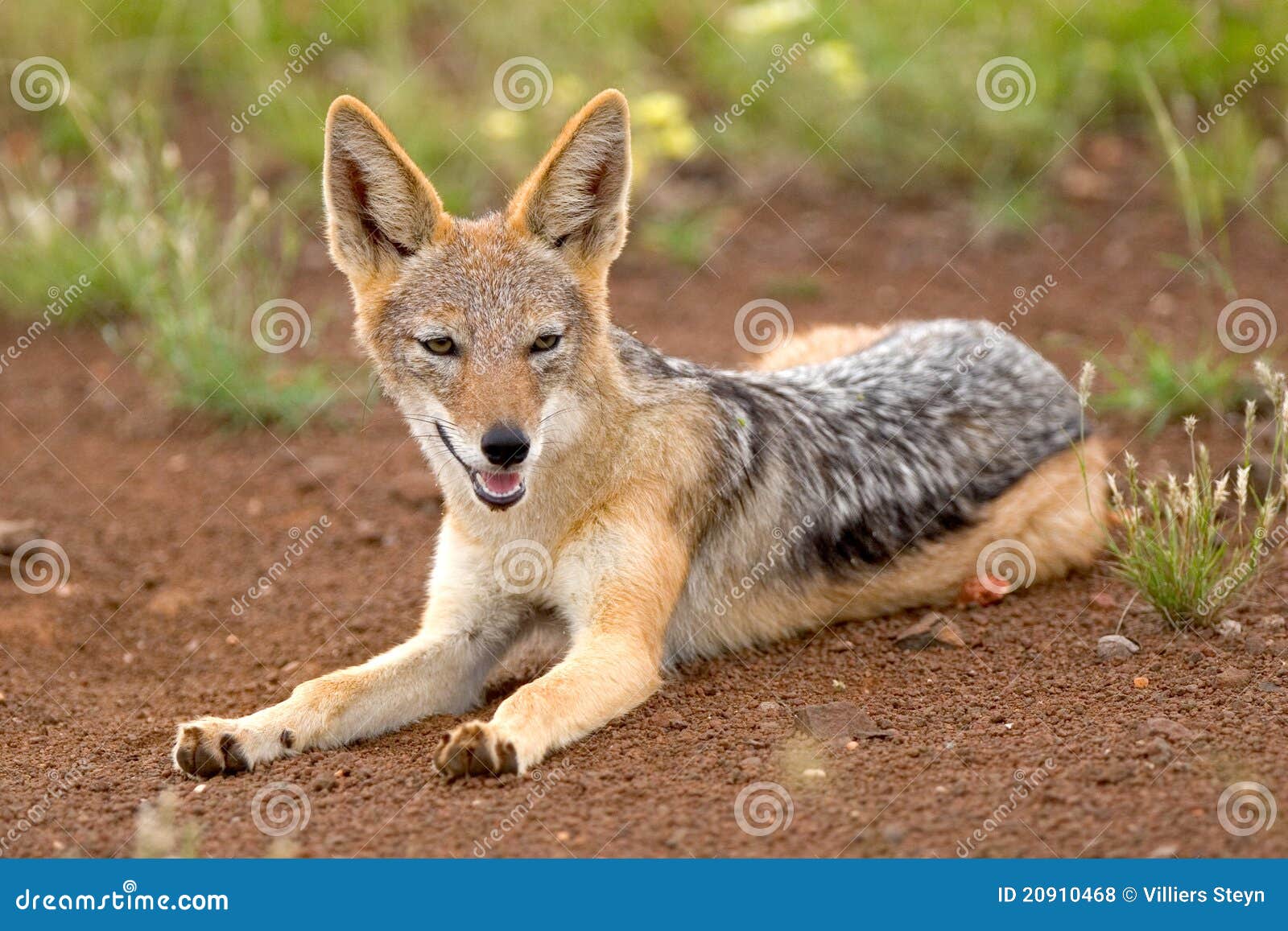 Black-backed jackal stock photo. Image of nature, large - 20910468