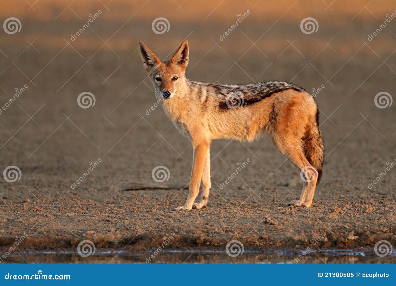 Black-backed Jackal stock photo. Image of alert, jackal - 21300506