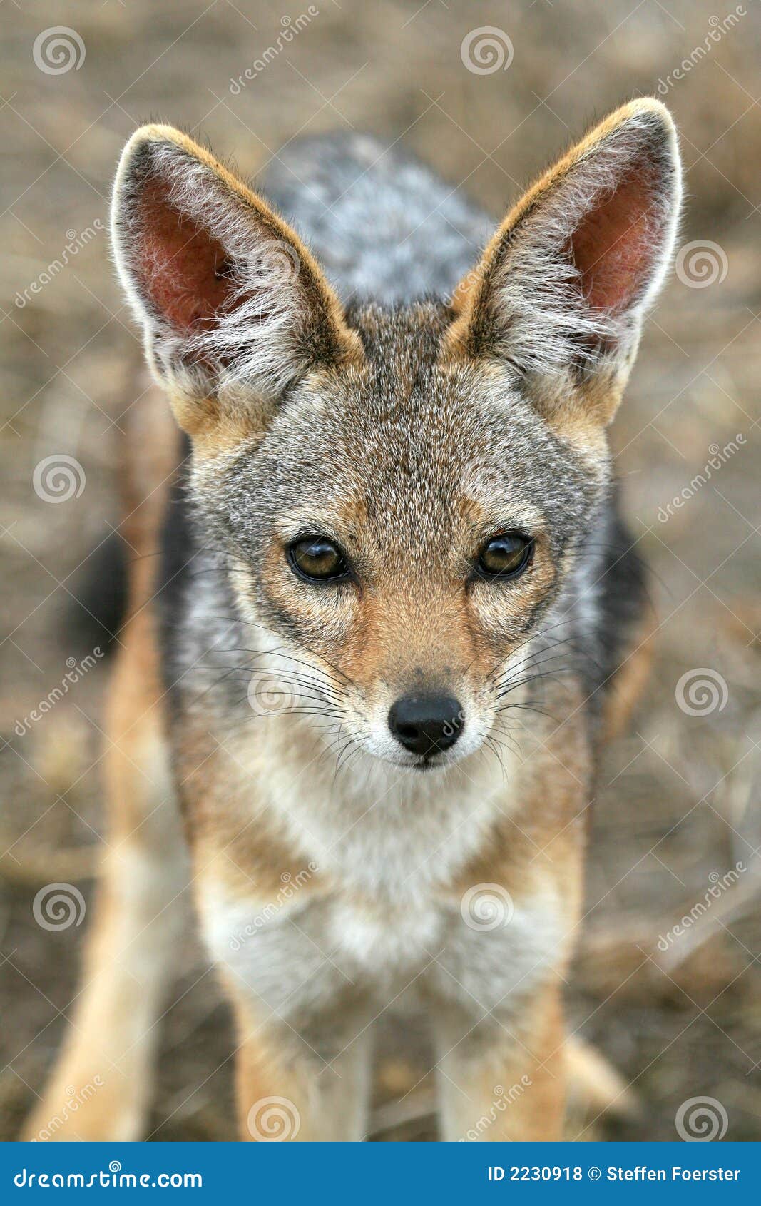 Black-backed Jackal stock photo. Image of black, canine - 2230918