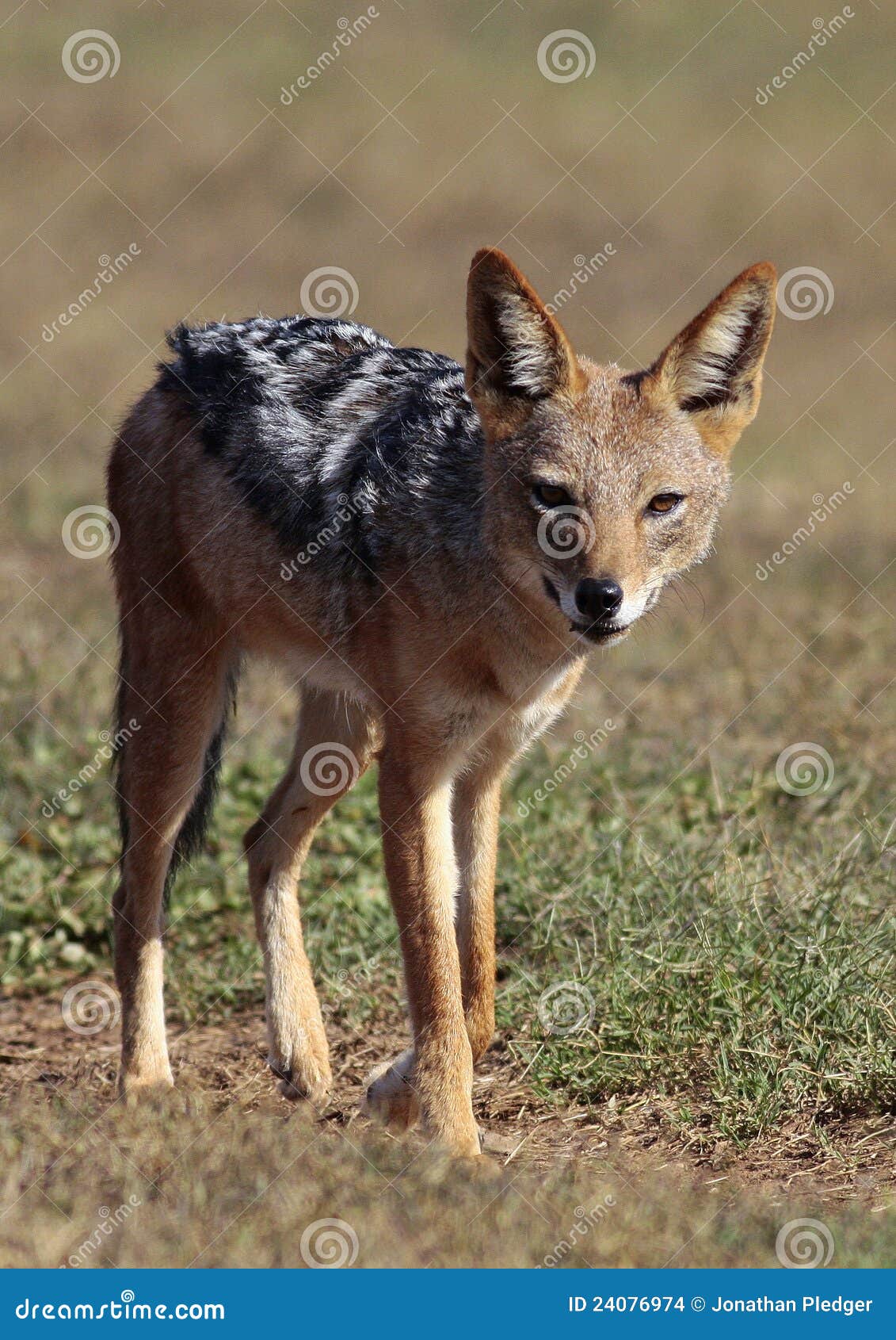 Black-backed Jackal stock photo. Image of animals, black - 24076974