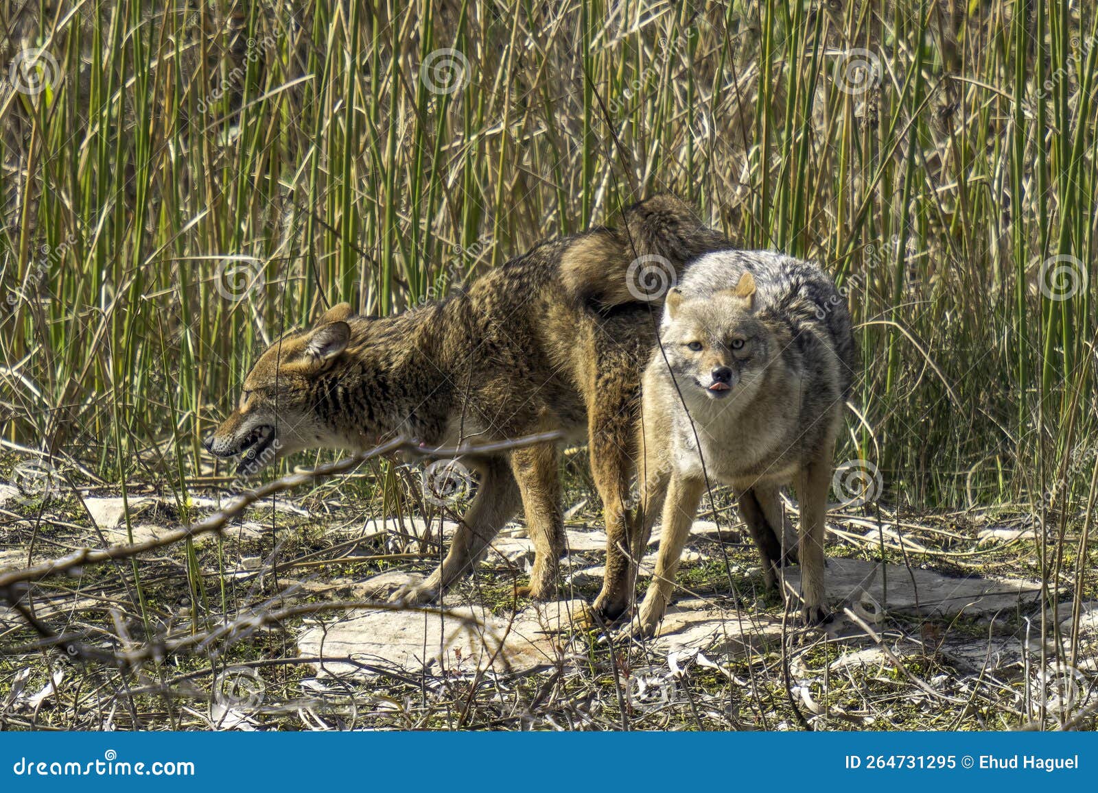 Black Backed Jackal stock image. Image of animal, grey - 264731295