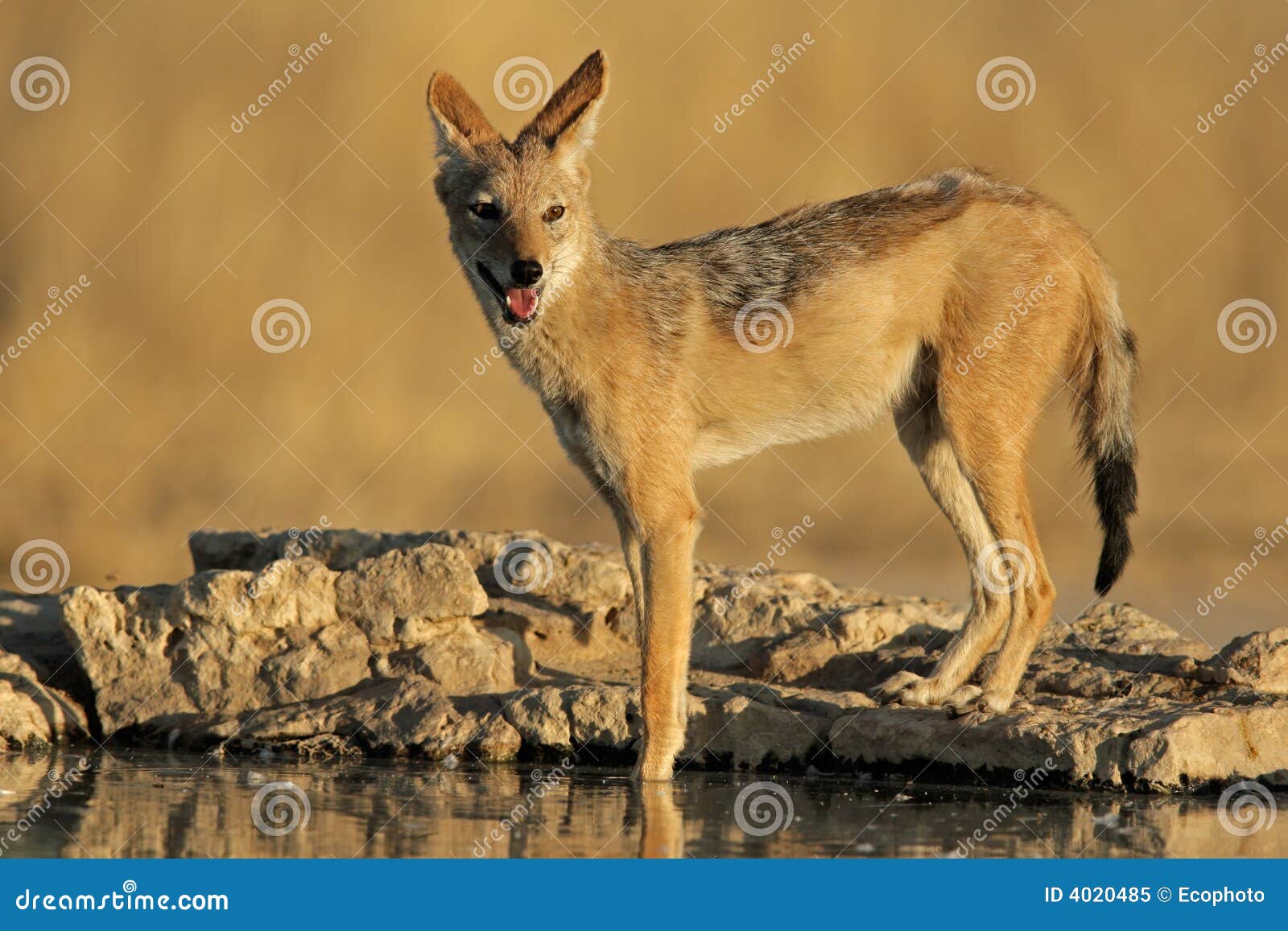 Black-backed Jackal stock image. Image of southern, behavior - 4020485
