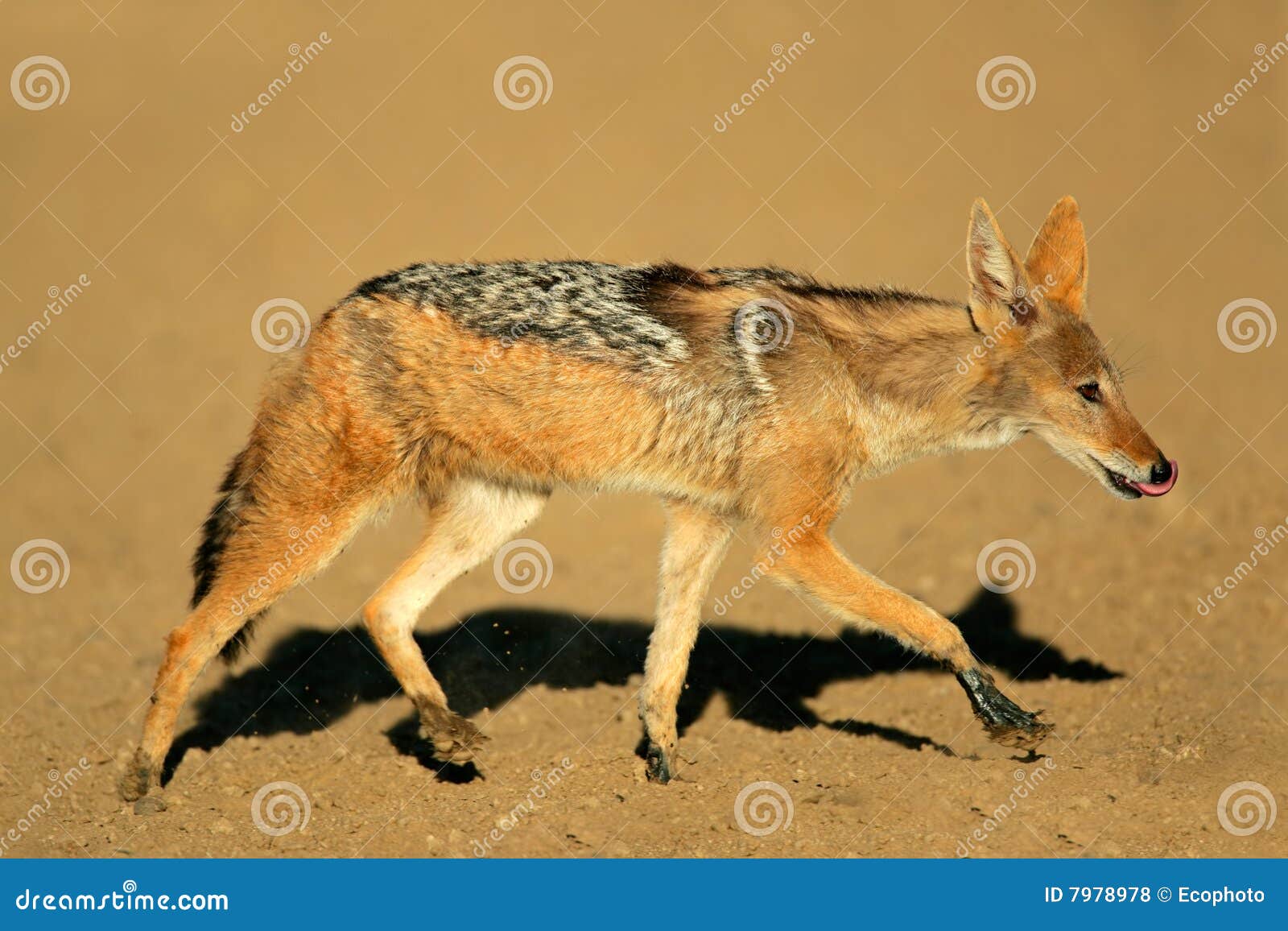 Black-backed Jackal stock photo. Image of african, outdoor - 7978978