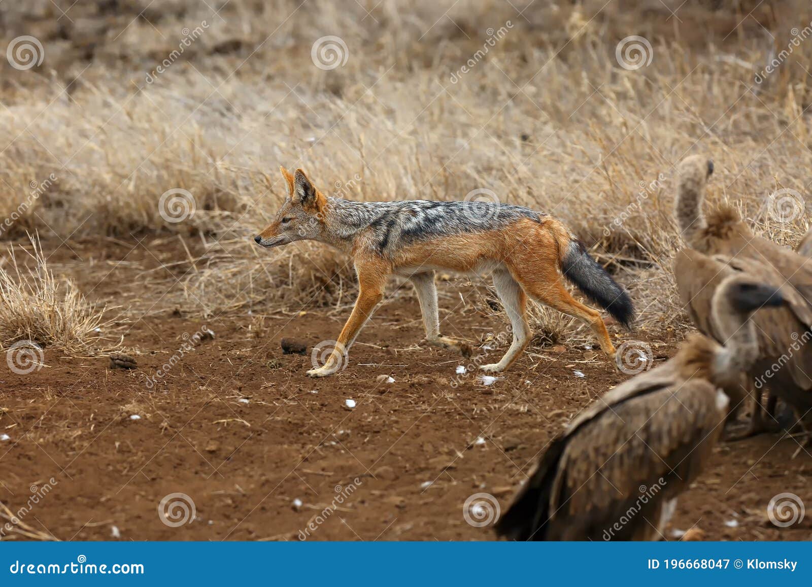 The Black-backed Jackal Canis Mesomelaswhen Feeding Together with ...