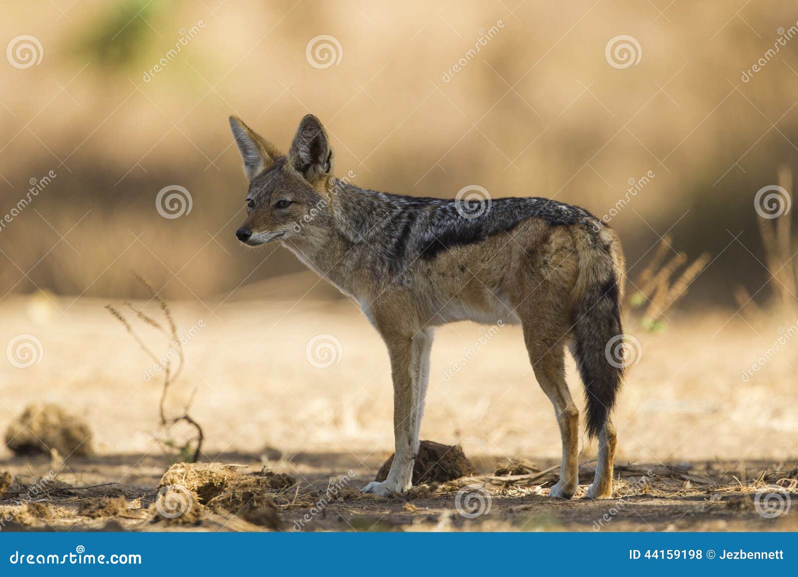 Black-backed Jackal (Canis Mesomelas) Stock Photo - Image of park ...
