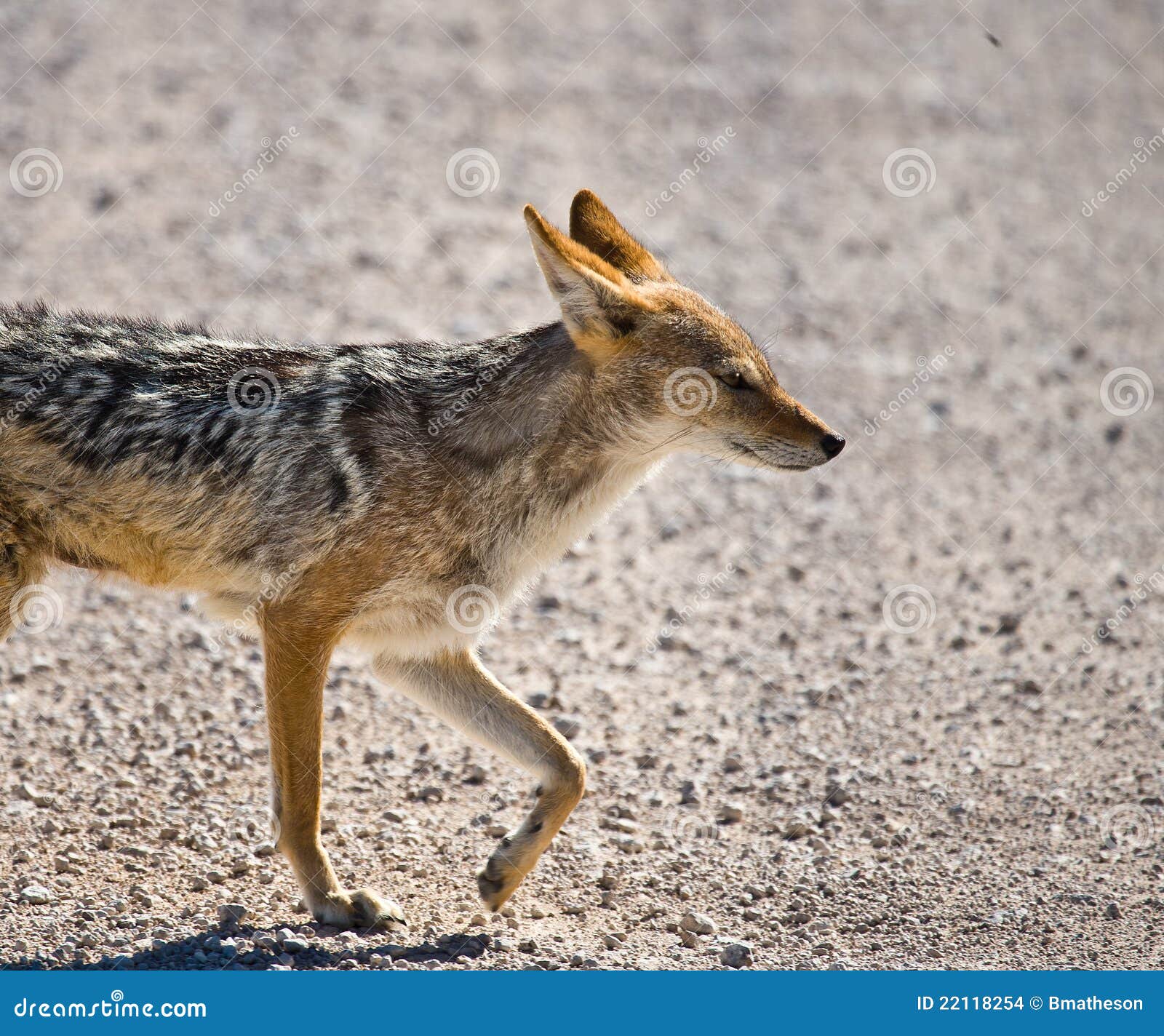 Black-backed Jackal Close-up Stock Photo - Image of lodge, black: 22118254
