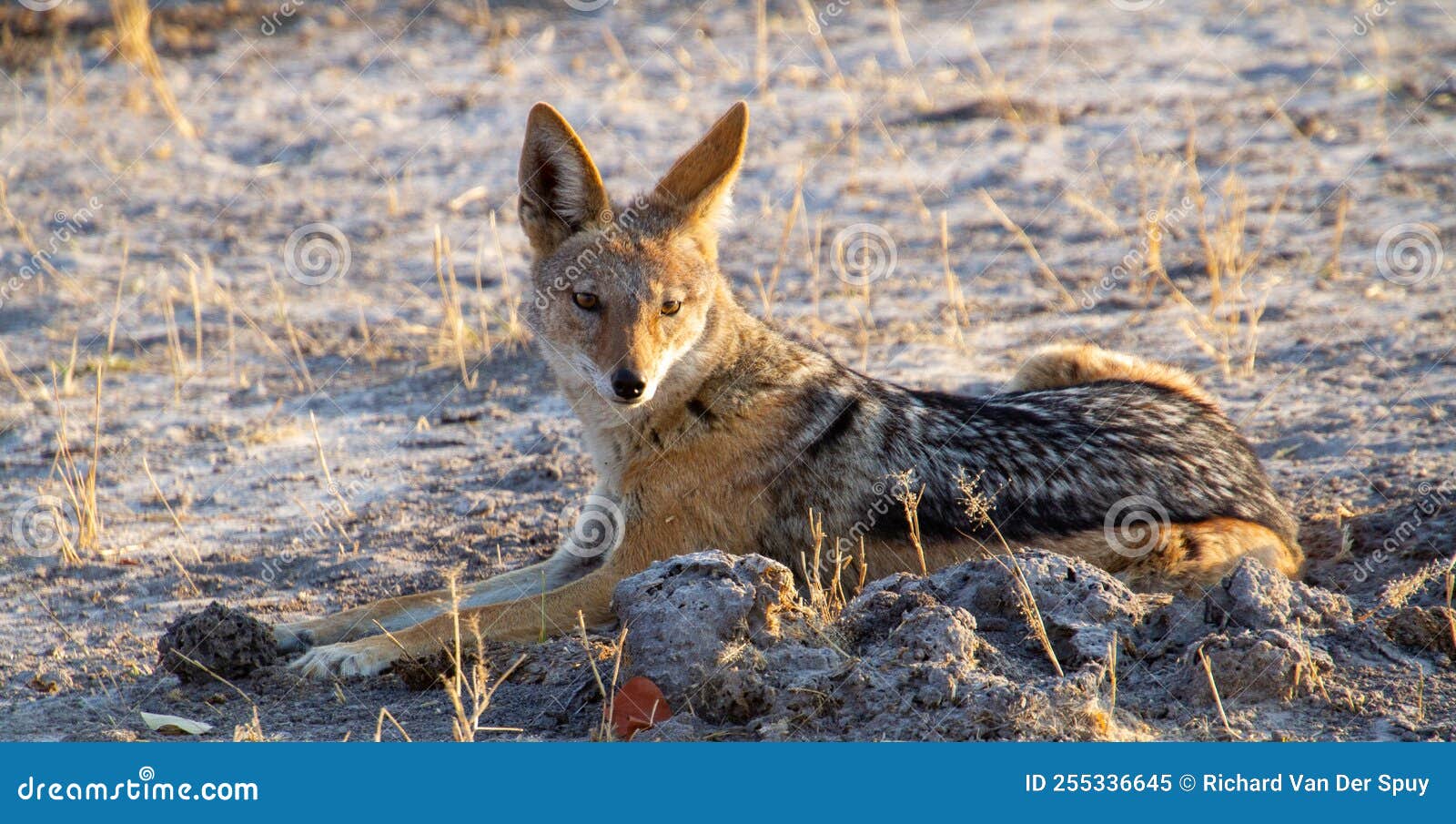 Black-backed Jackal Cooling Down in a Patch of Soil Stock Image - Image ...
