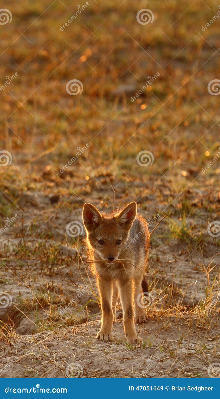 Black-backed Jackal cub stock image. Image of jackal - 47051649