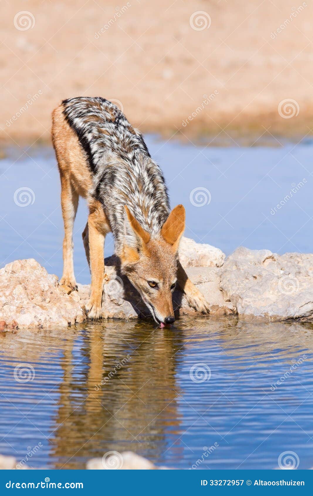 Black Backed Jackal Drinking Cool Water Stock Image - Image of ...