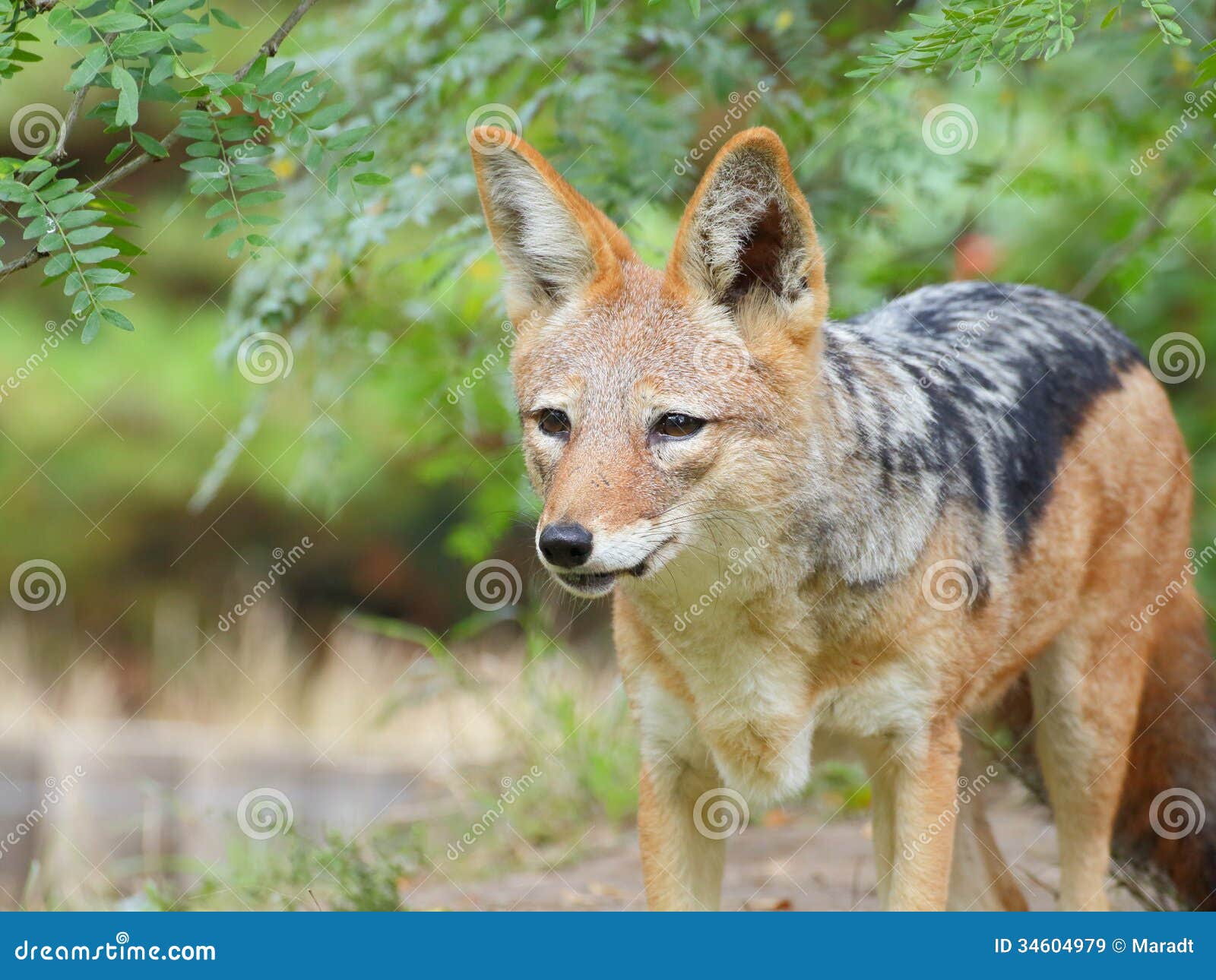 Black-backed Jackal Front Portrait Stock Image - Image of carnivore ...