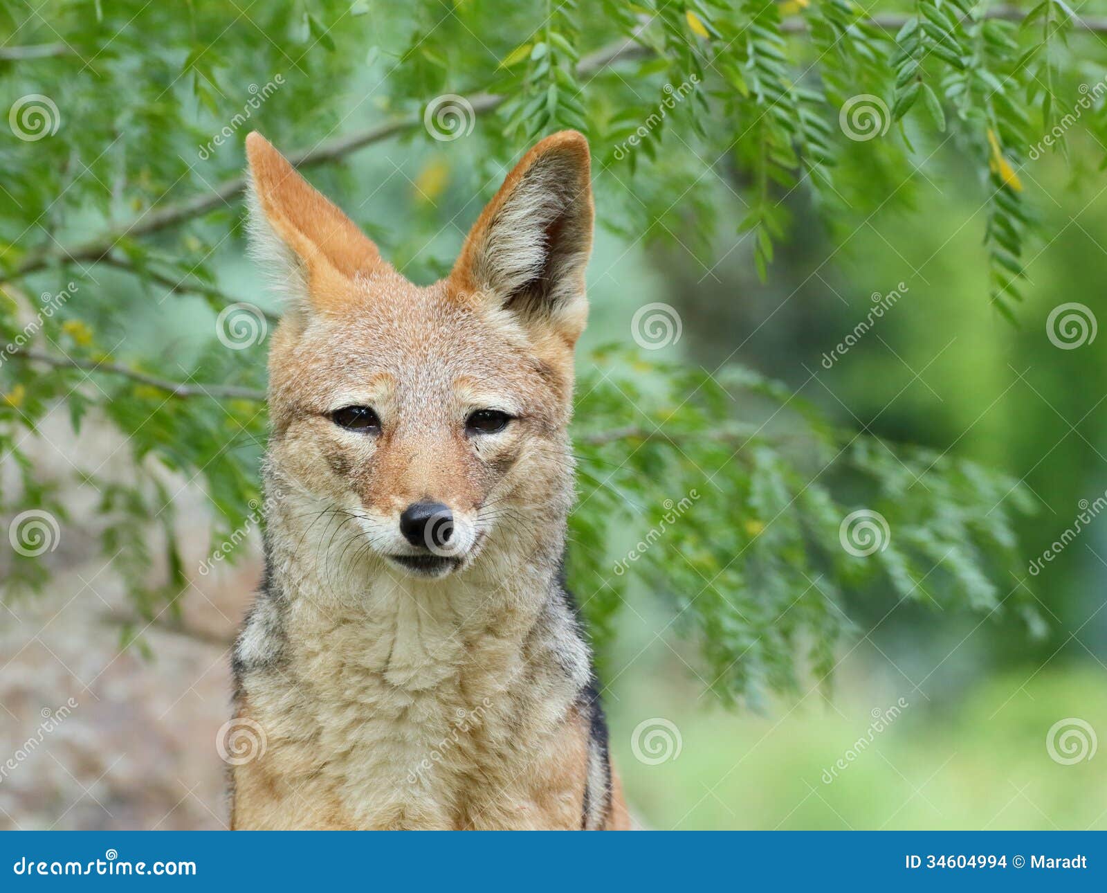 Black-backed Jackal Front Portrait Stock Photo - Image of predator ...