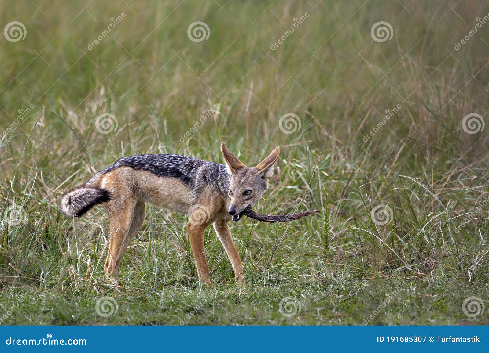 Black Backed Jackal with the Kill Stock Image - Image of kill, bone ...