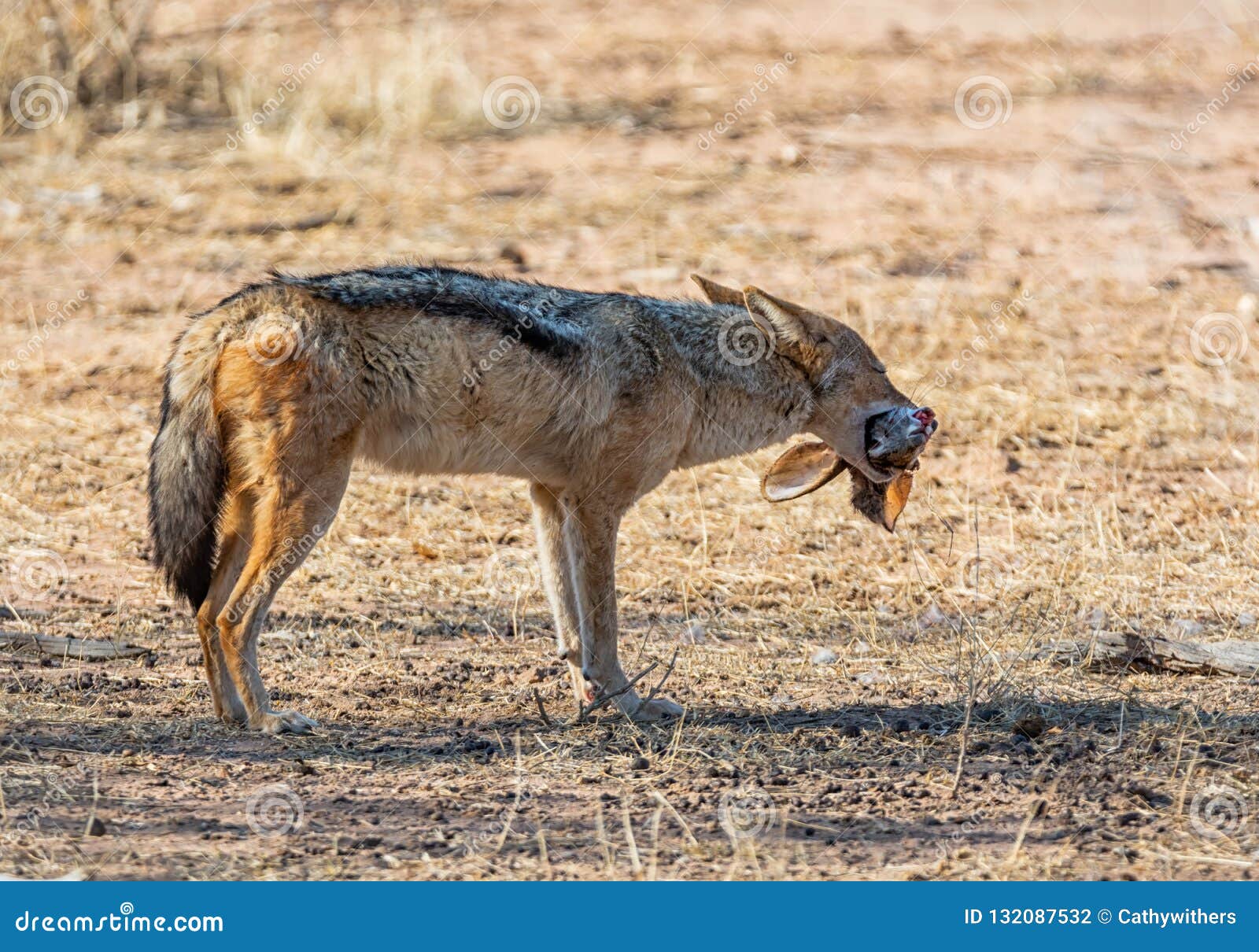 Black-backed Jackal with Kill Stock Photo - Image of african, looking ...