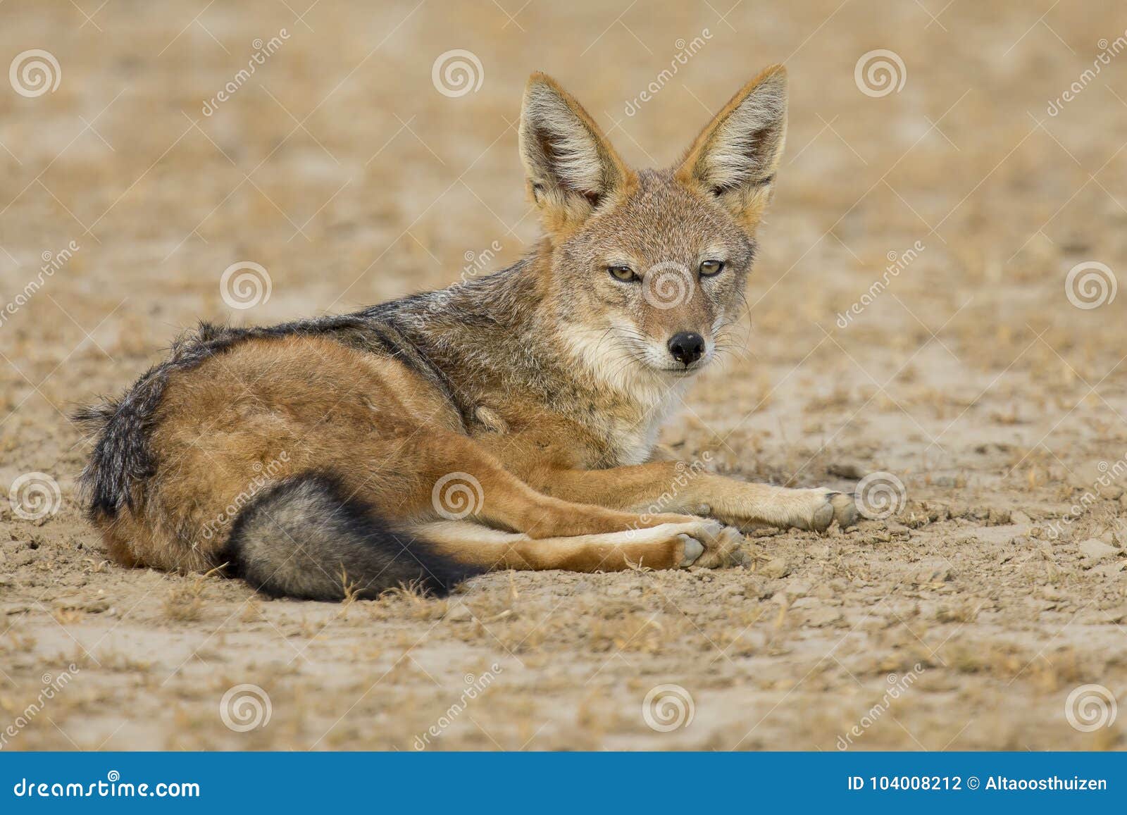 Black Backed Jackal Lay Down To Rest in Kalahari Stock Photo - Image of ...