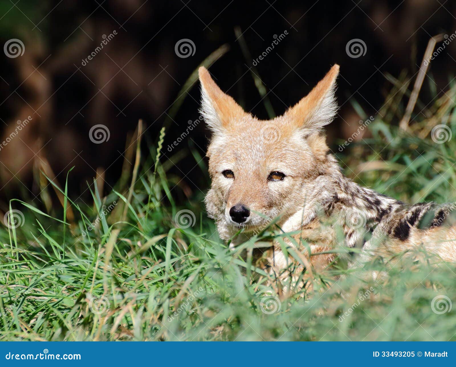 Black-backed Jackal Portrait Stock Image - Image of backed, carnivore ...