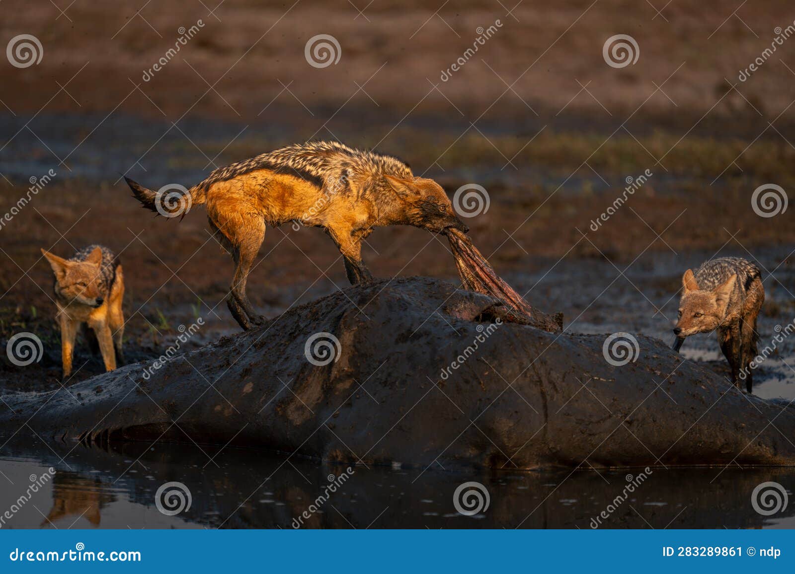 Black-backed Jackal Pulls Innards from Dead Giraffe Stock Image - Image ...