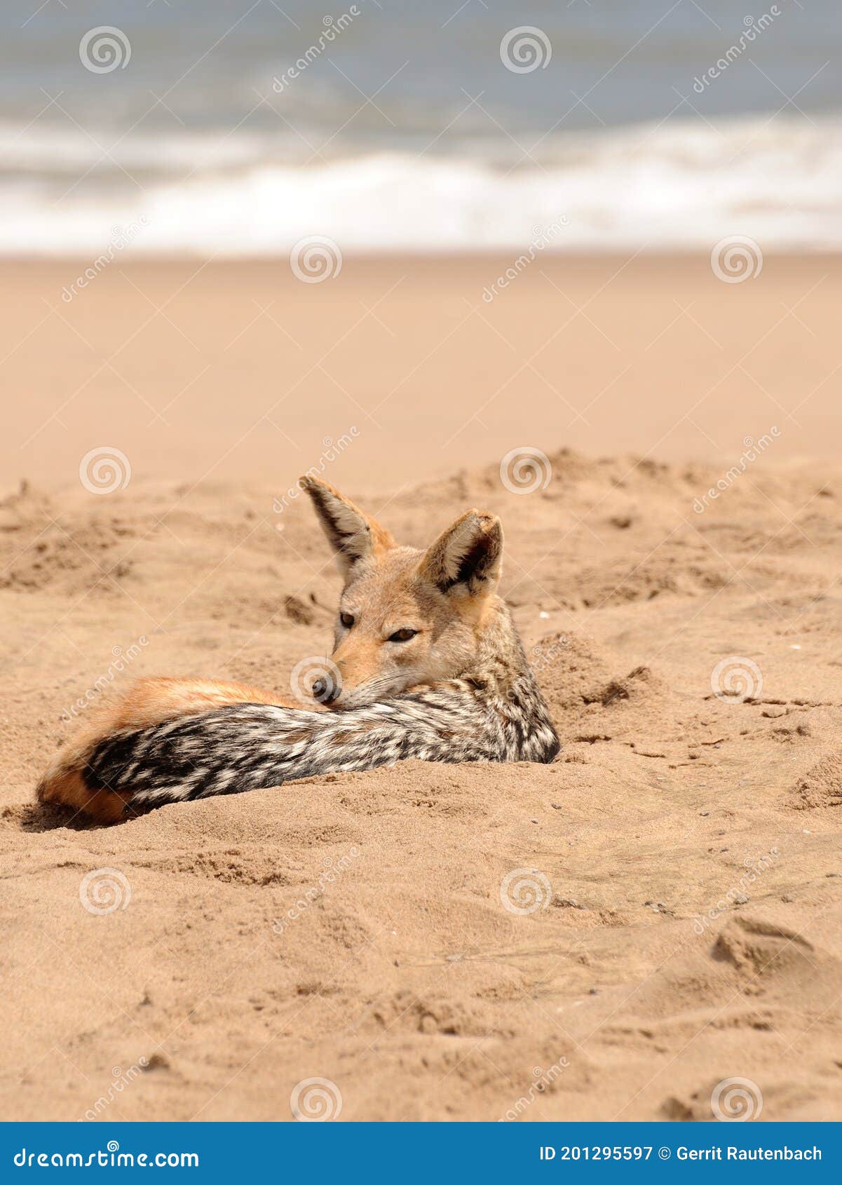 A Black-backed Jackal Resting on the Beach Stock Image - Image of ...
