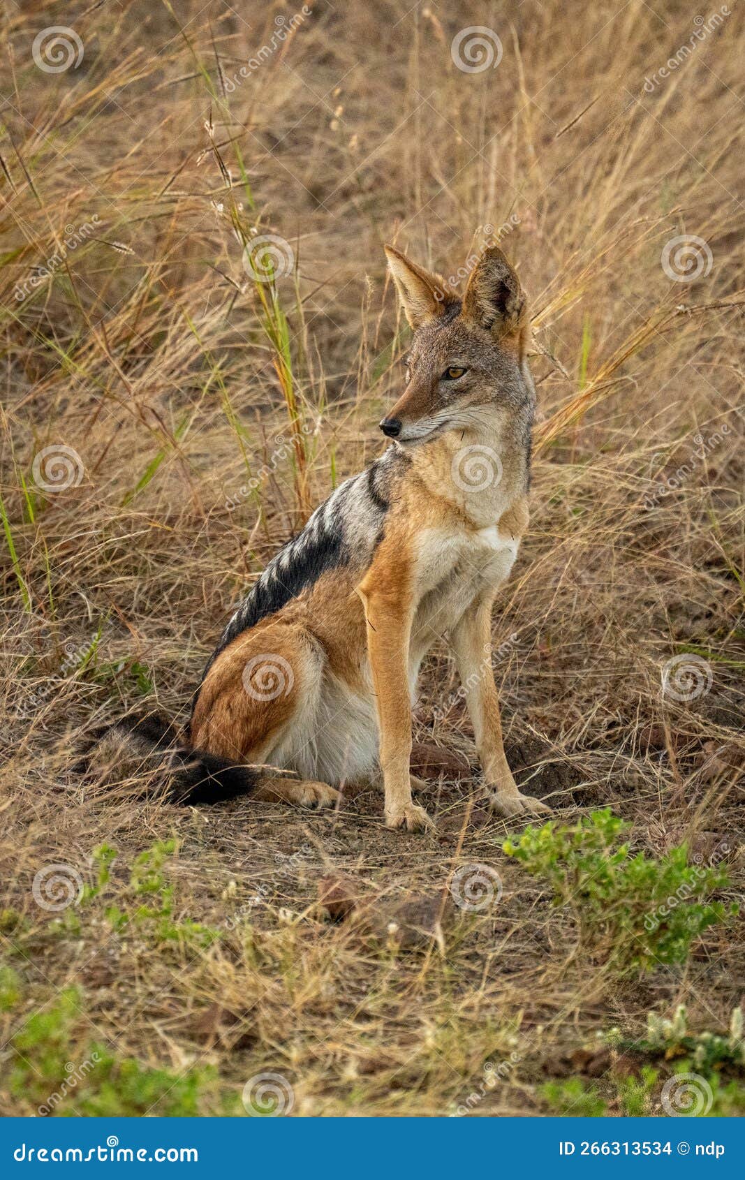 Black-backed Jackal Sits Turning Head in Grass Stock Photo - Image of ...