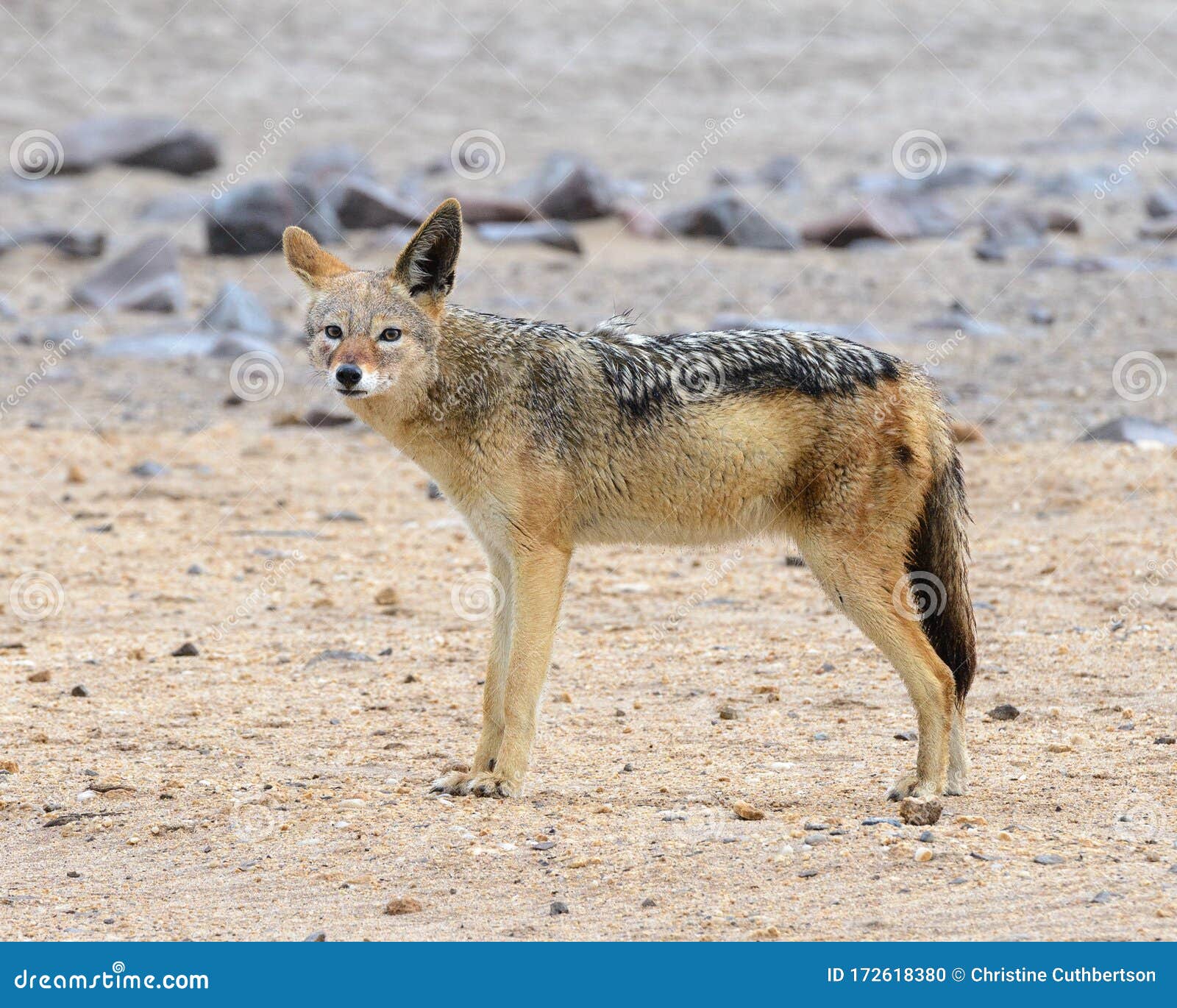 Black-backed Jackal on Skeleton Coast, Namibia Stock Photo - Image of ...