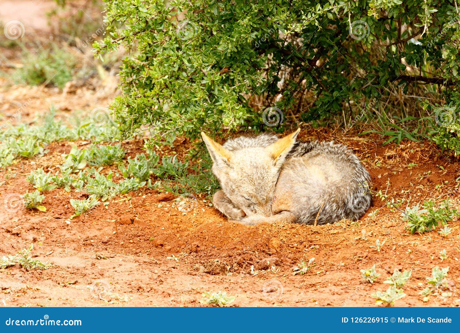 Black-backed Jackal Sleeping on the Ground Stock Image - Image of ...