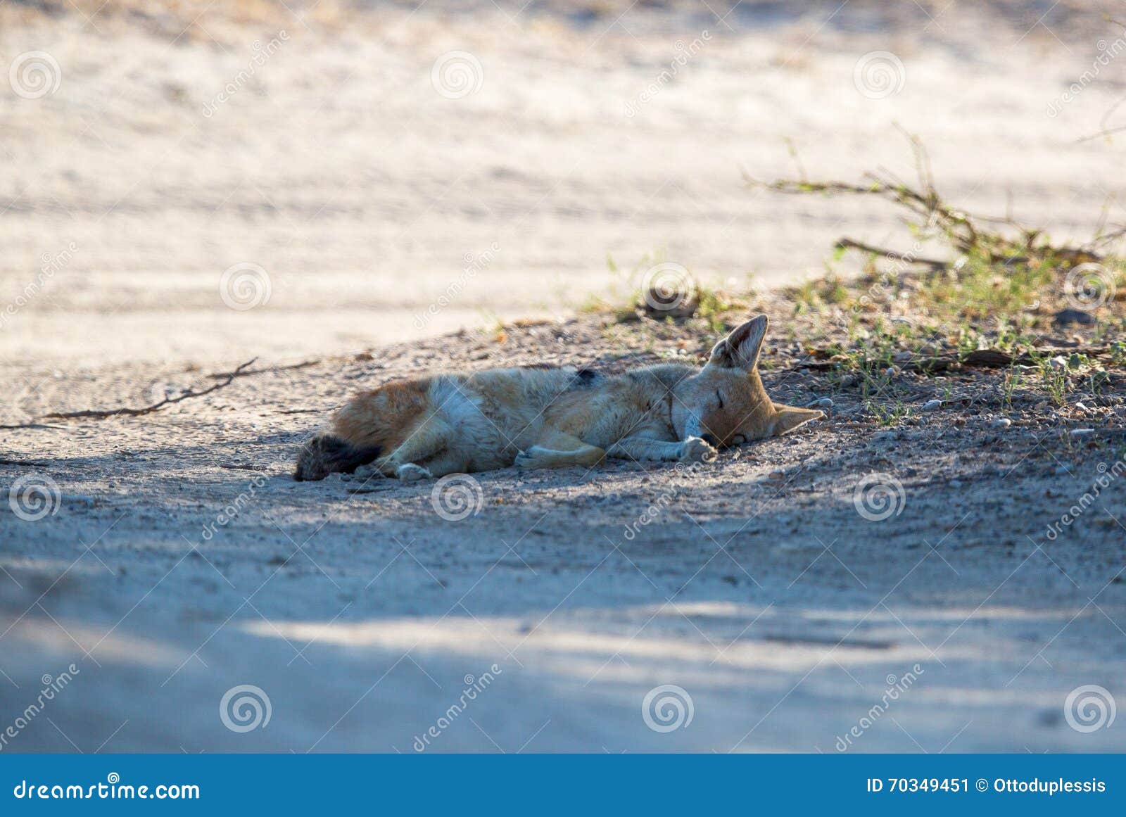 Black-backed Jackal Sleeping Stock Image - Image of shade, carnivore ...