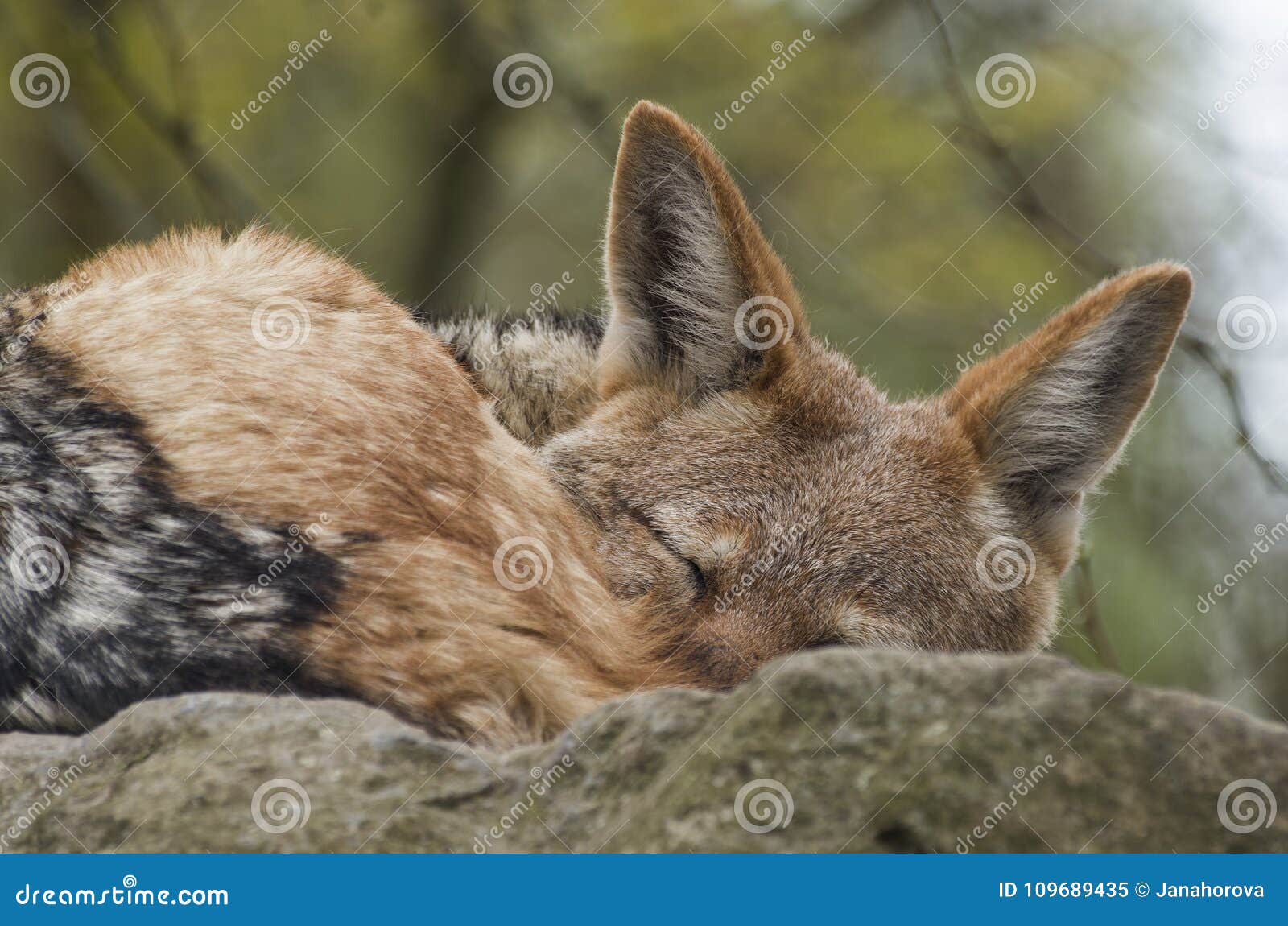 Black-backed Jackal Sleeping Stock Image - Image of eyes, hair: 109689435